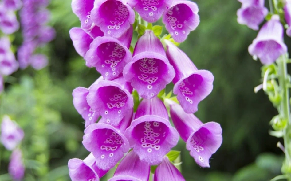 Berikut 9 Bunga Beracun, Lidah Mertua Menjadi Salah Satunya