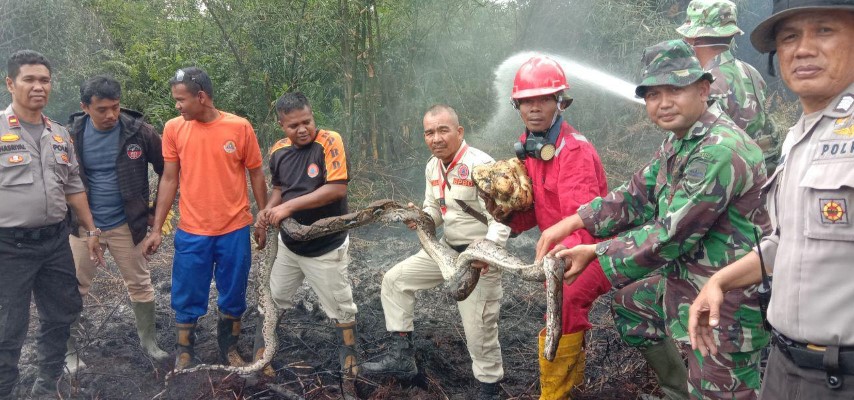 Ular Phyton Mati Saat Lindungi Anak dan Teluar dari Karhutla di Riau