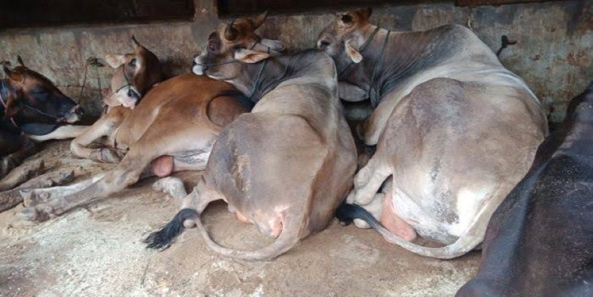 Dinas PKH Riau: Sampel Sapi di Inhil Terinfeksi PMK